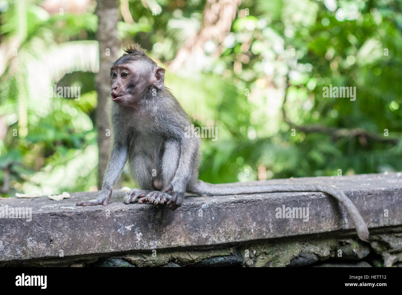 Monkey in sacred monkey forest using tap Stock Photo - Alamy