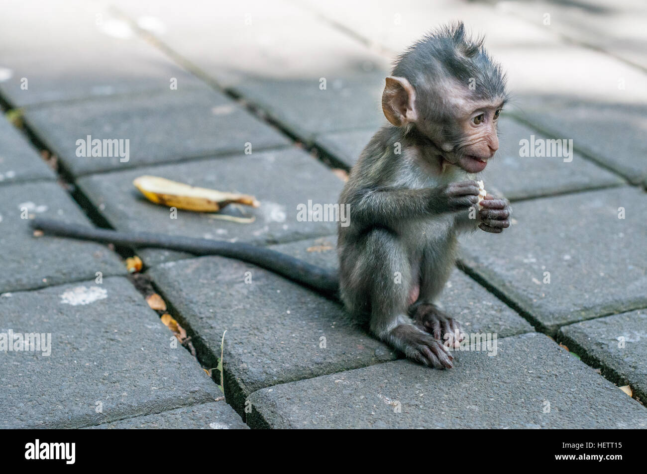 Monkey in sacred monkey forest using tap Stock Photo - Alamy