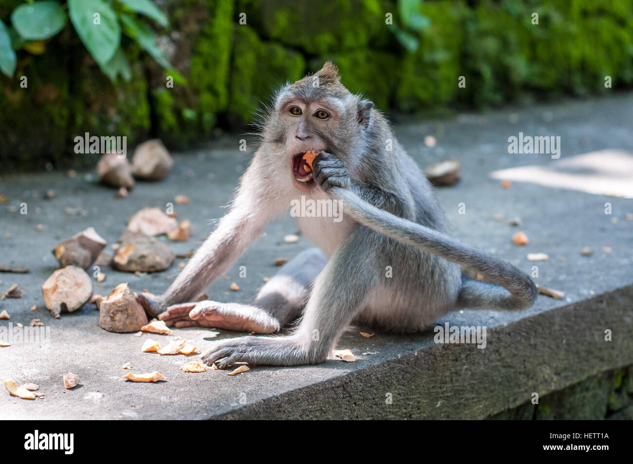 Monkey in sacred monkey forest using tap Stock Photo - Alamy