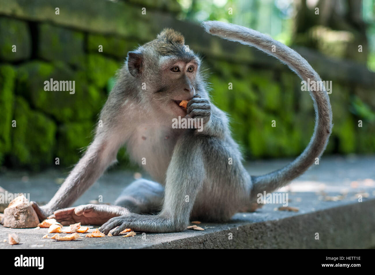Monkey in sacred monkey forest using tap Stock Photo - Alamy