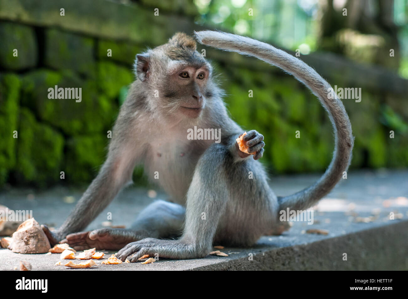 Monkey in sacred monkey forest using tap Stock Photo - Alamy