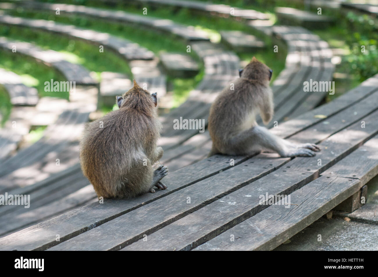 Monkey in sacred monkey forest using tap Stock Photo - Alamy