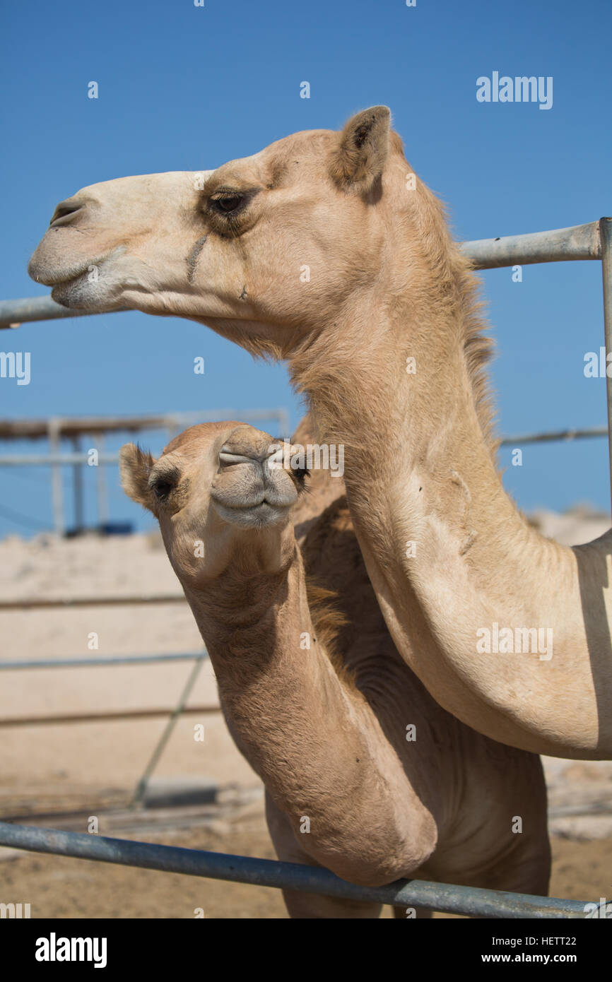 Camels long neck hi-res stock photography and images - Alamy