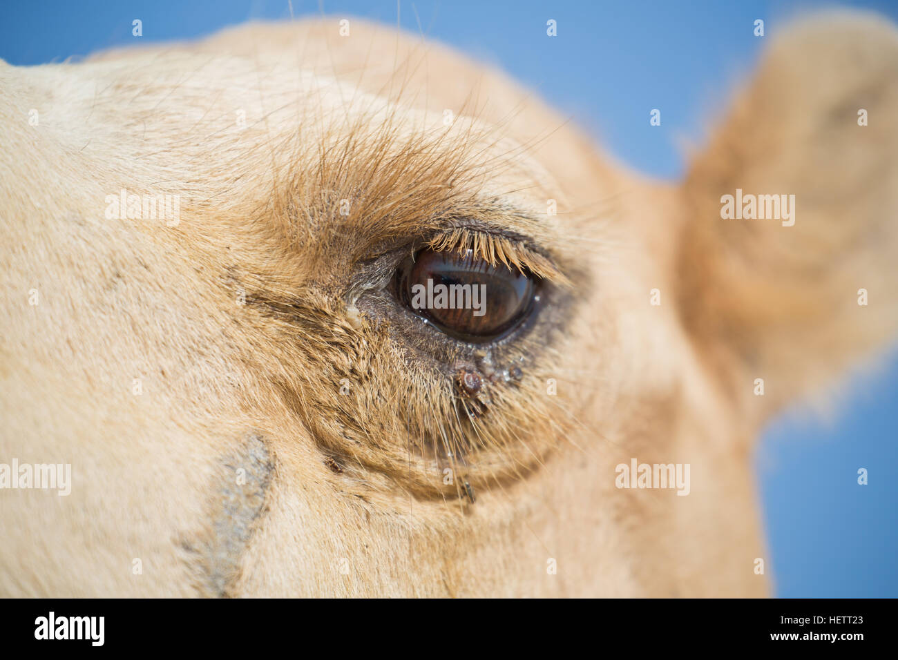 Camel Eye Close Up High Resolution Stock Photography and Images - Alamy