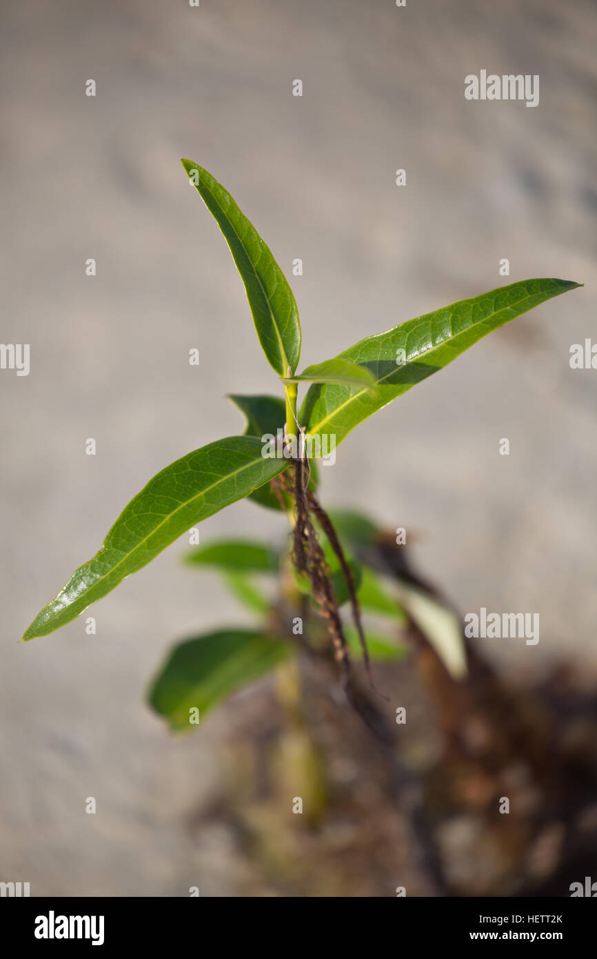Mangrove planting hi-res stock photography and images - Alamy