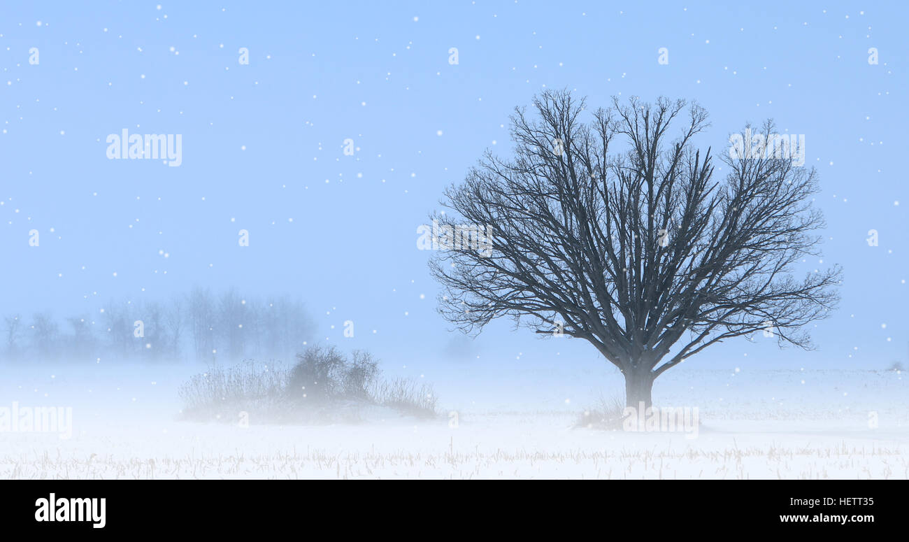 A Single tree in a winter landscape Stock Photo - Alamy
