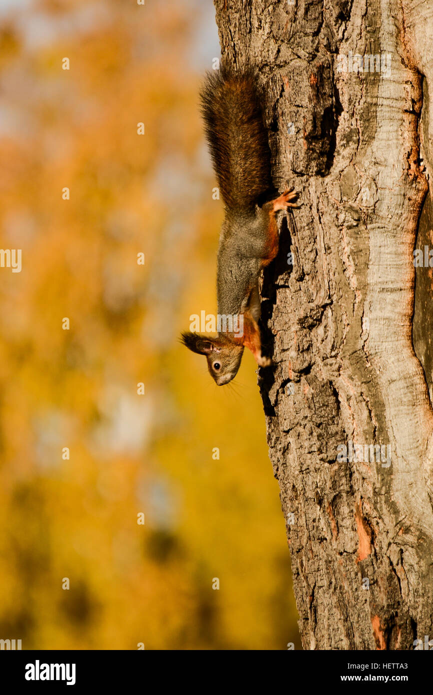 Squirrel hides nuts in autumn hi-res stock photography and images - Alamy
