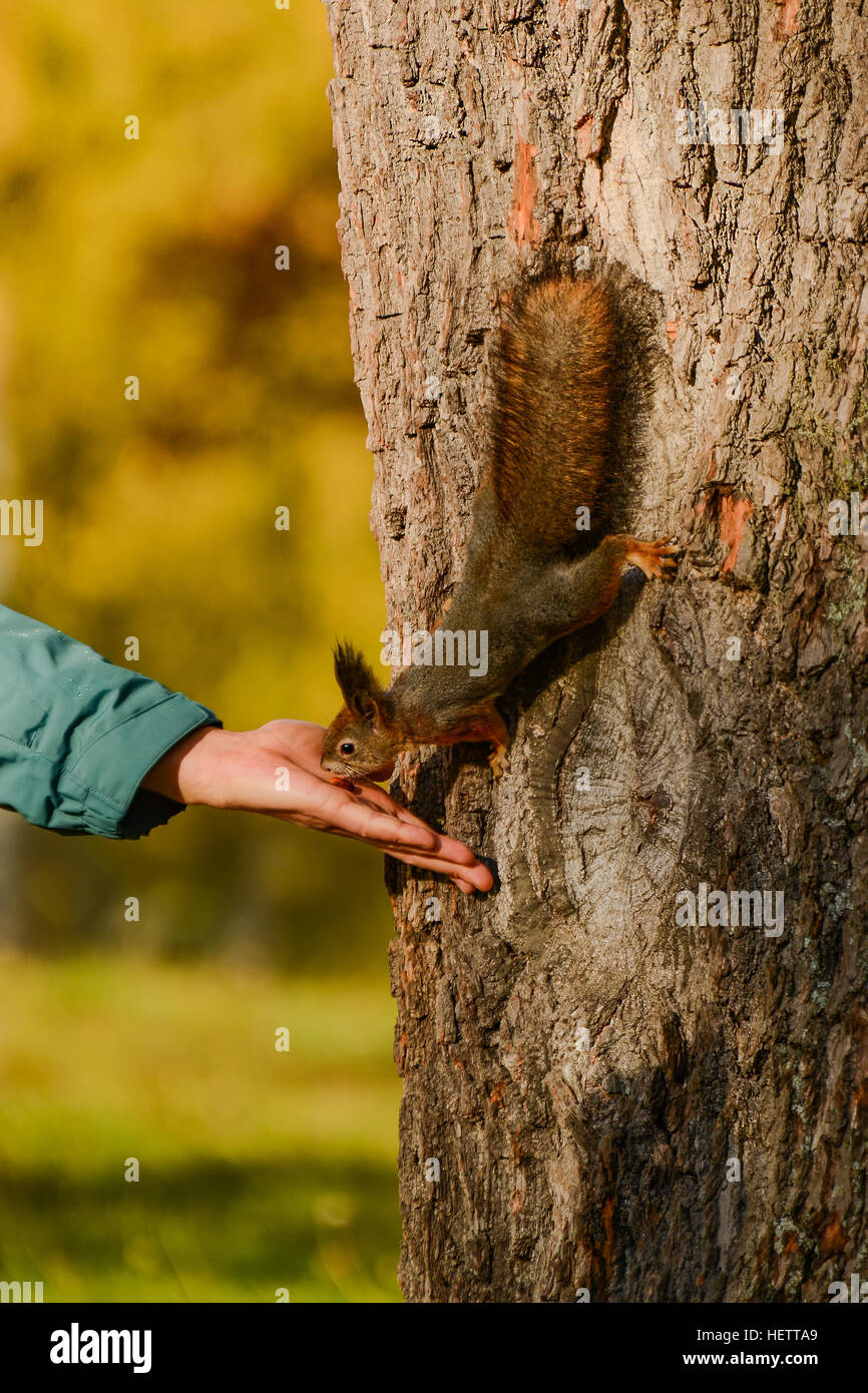 Squirrel hides nuts in autumn hi-res stock photography and images - Alamy