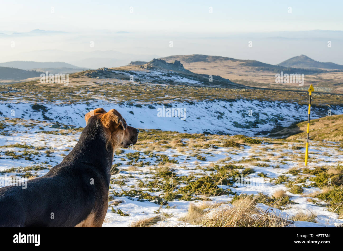 Dog in the mountain looking at distance Stock Photo - Alamy