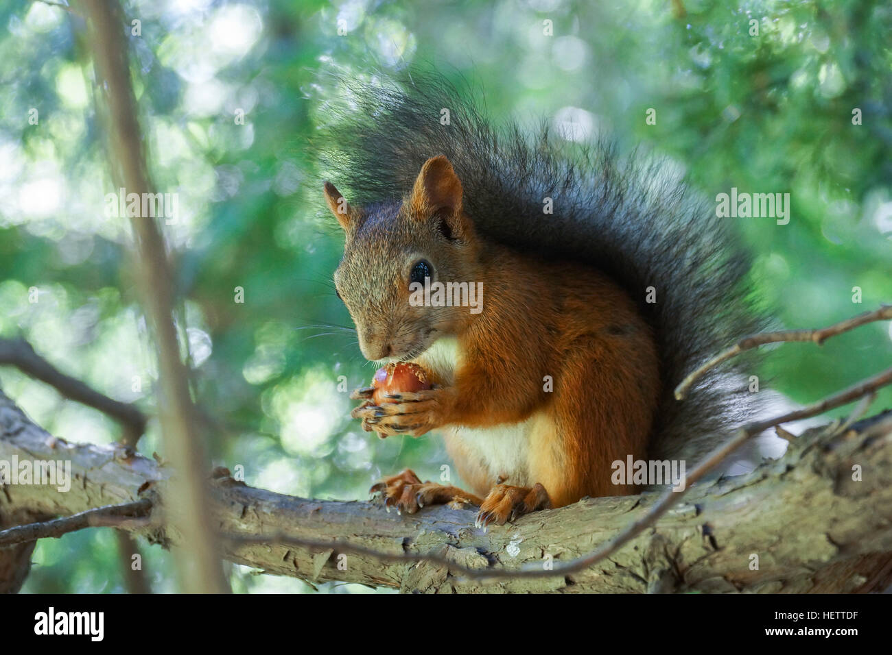 the photograph shows a squirrel on a tree Stock Photo - Alamy