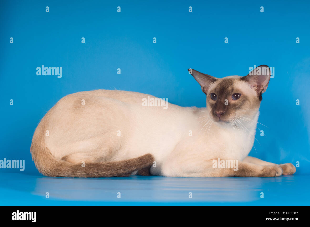 Siam cat lying portrait on blue background Stock Photo - Alamy