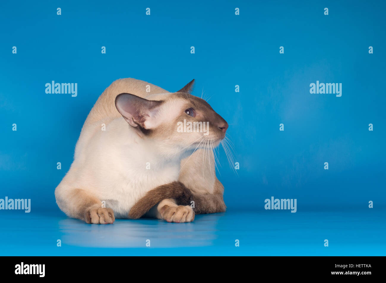 Siam cat lying portrait on blue background Stock Photo - Alamy
