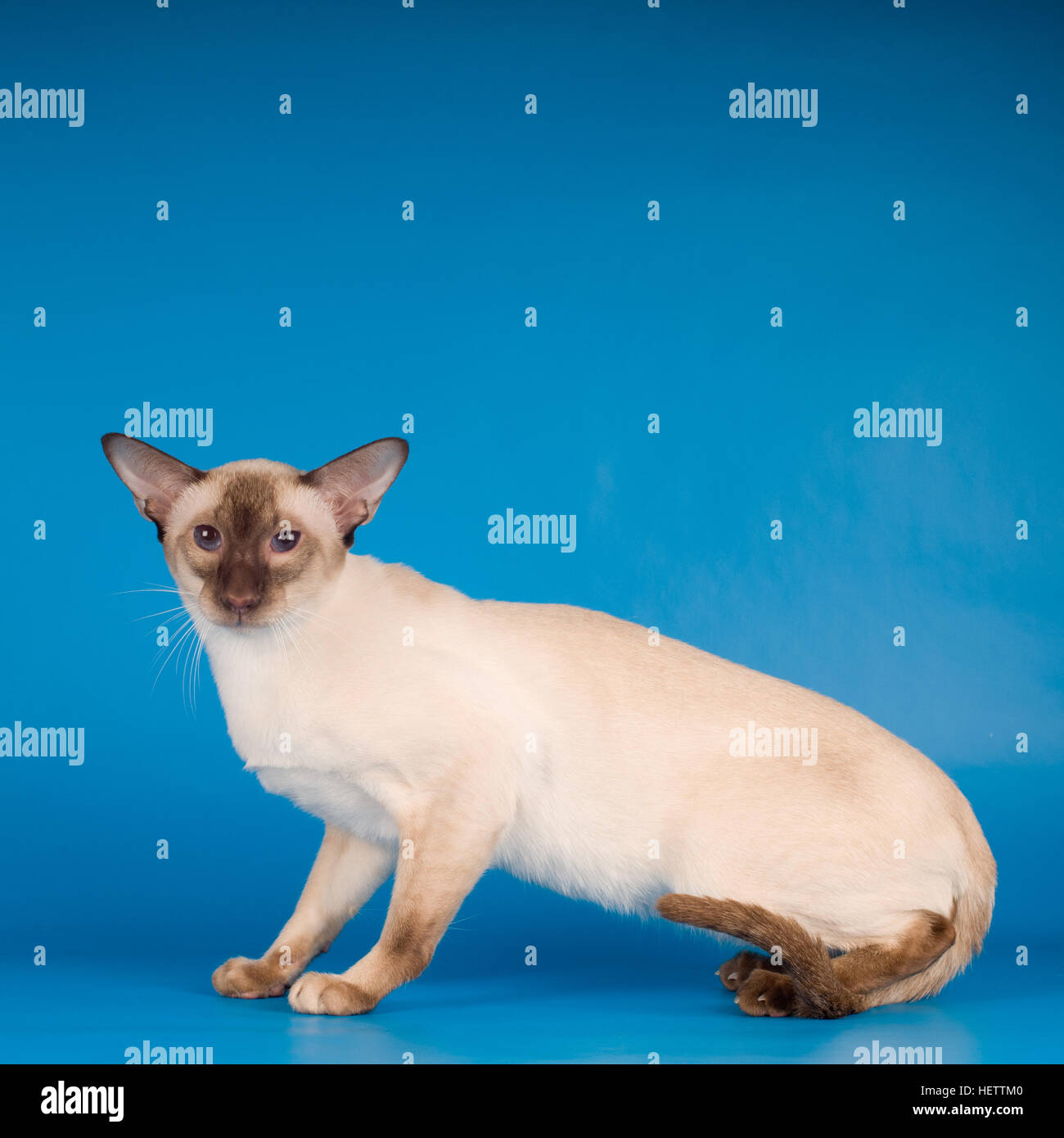 Siam cat on blue Stock Photo - Alamy