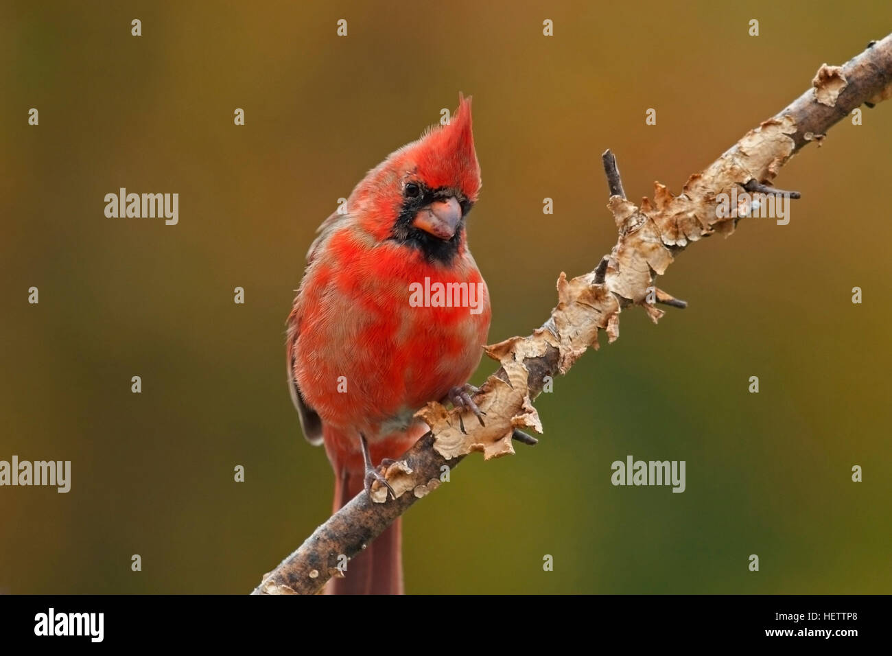 Immature male cardinal hi-res stock photography and images - Alamy