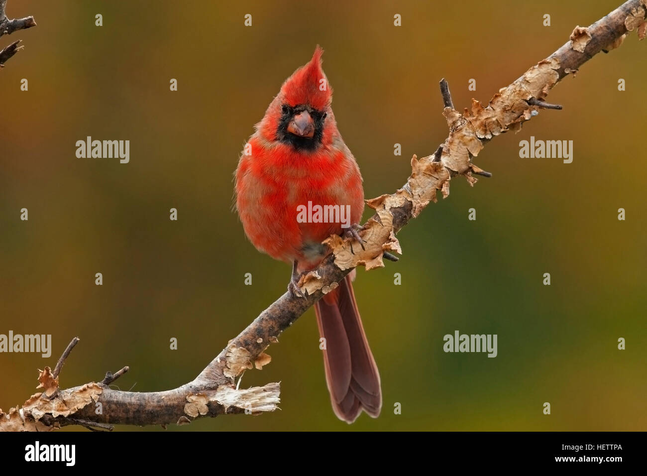 Immature cardinal in autumn hi-res stock photography and images - Alamy