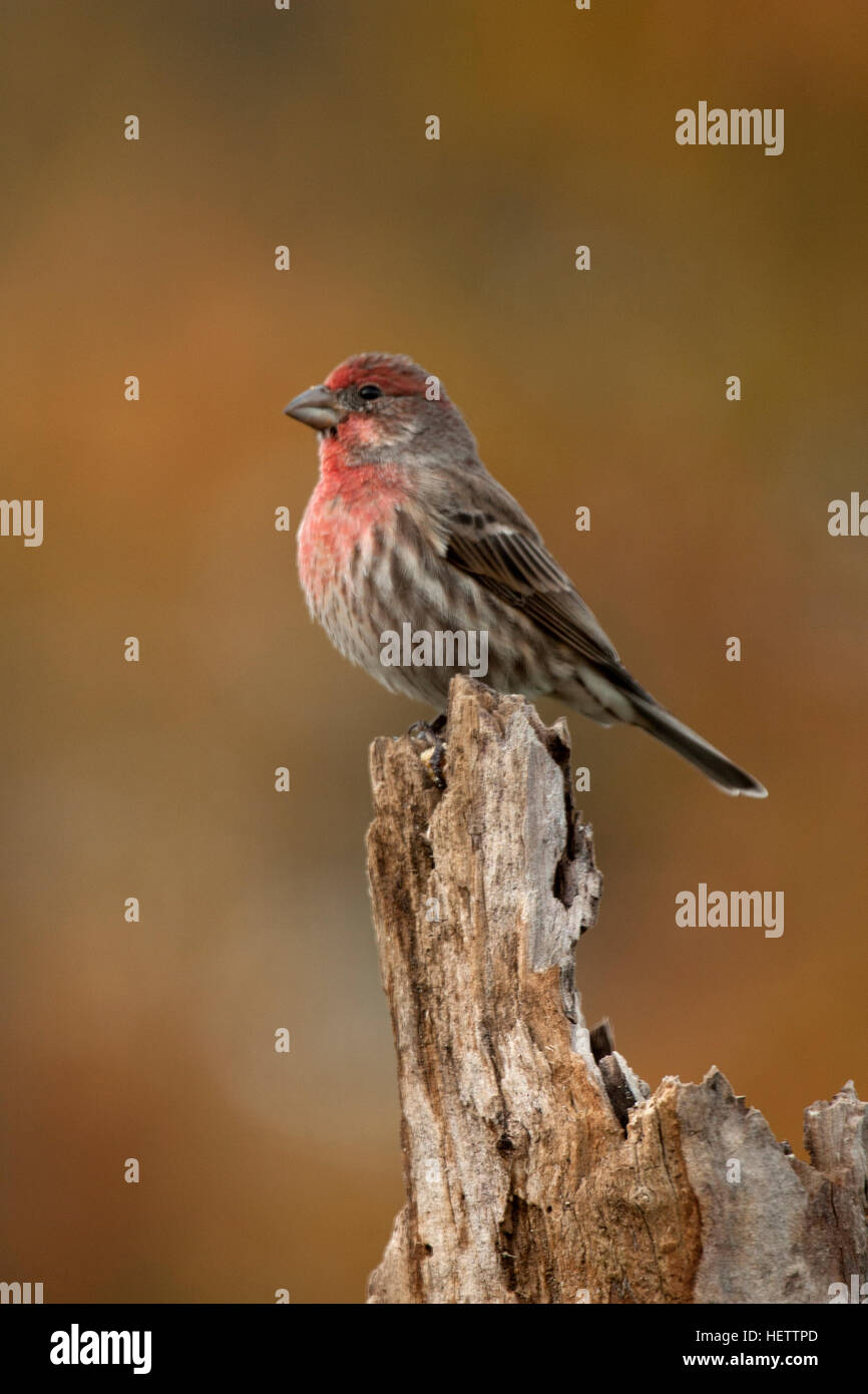 House finch perches on weathered stump Stock Photo - Alamy