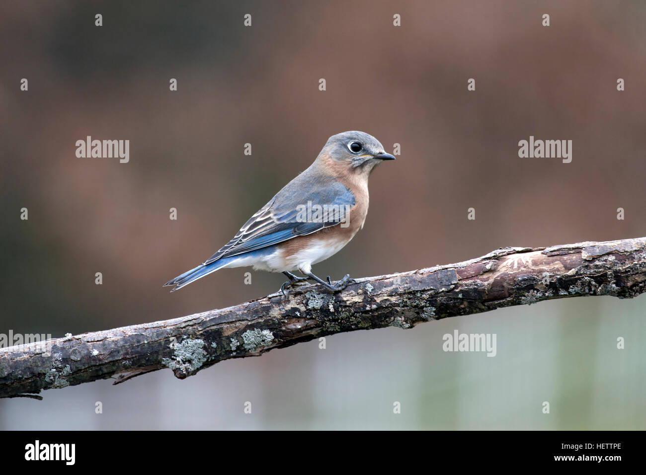 Female Eastern bluebird Stock Photo - Alamy