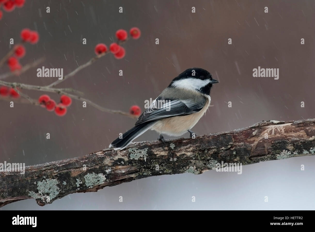 Chickadee in snowfall hi-res stock photography and images - Alamy