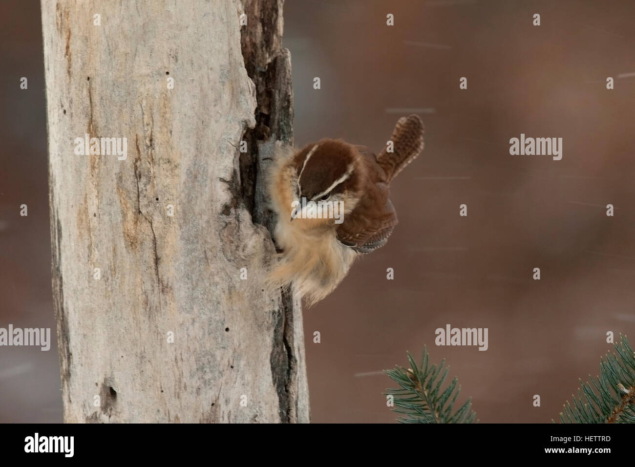 Carolina wren snow hi-res stock photography and images - Alamy