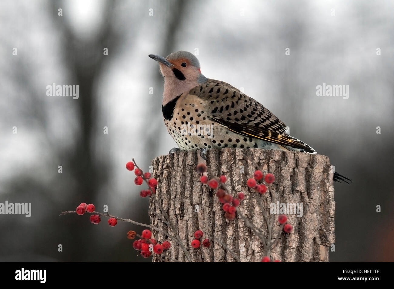 Flicke r hi-res stock photography and images - Alamy