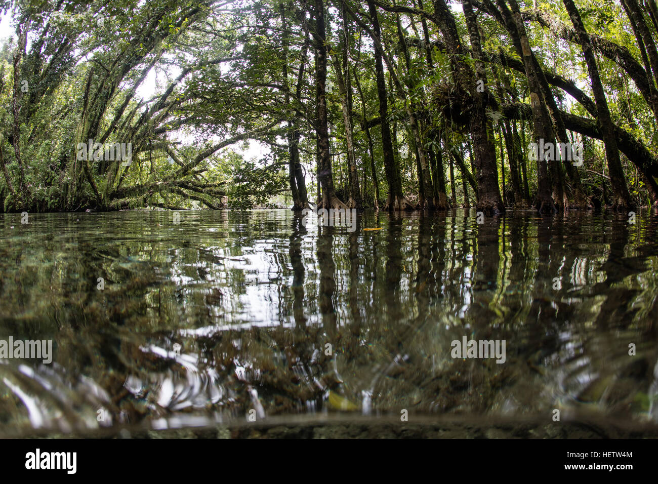 In the Solomon Islands a dense and beautiful jungle, growing on the ...
