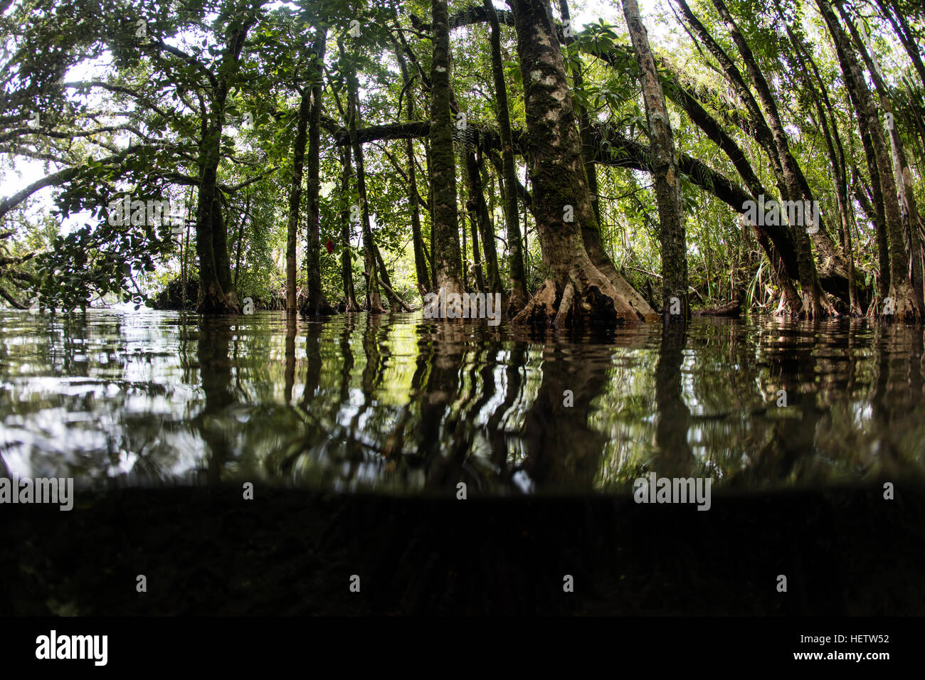 Mangrove trees grow in dark, coastal waters in the Solomon Islands ...