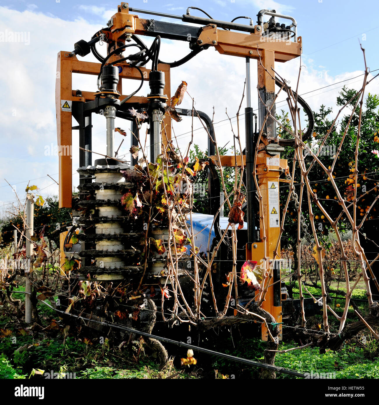 Mechanical pruning of plants in a vineyard through the processing ...