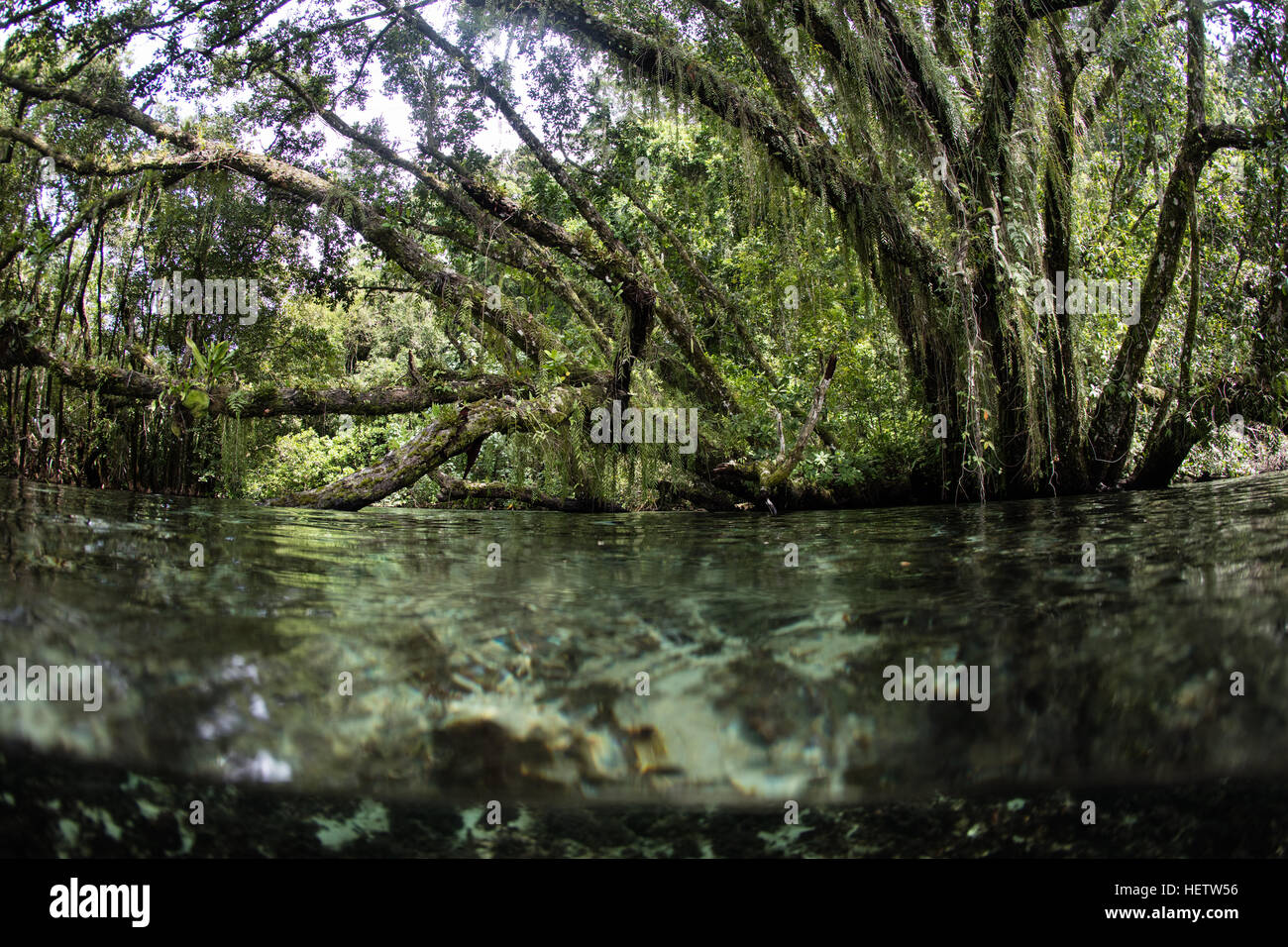 In the Solomon Islands a dense and beautiful jungle, growing on the ...