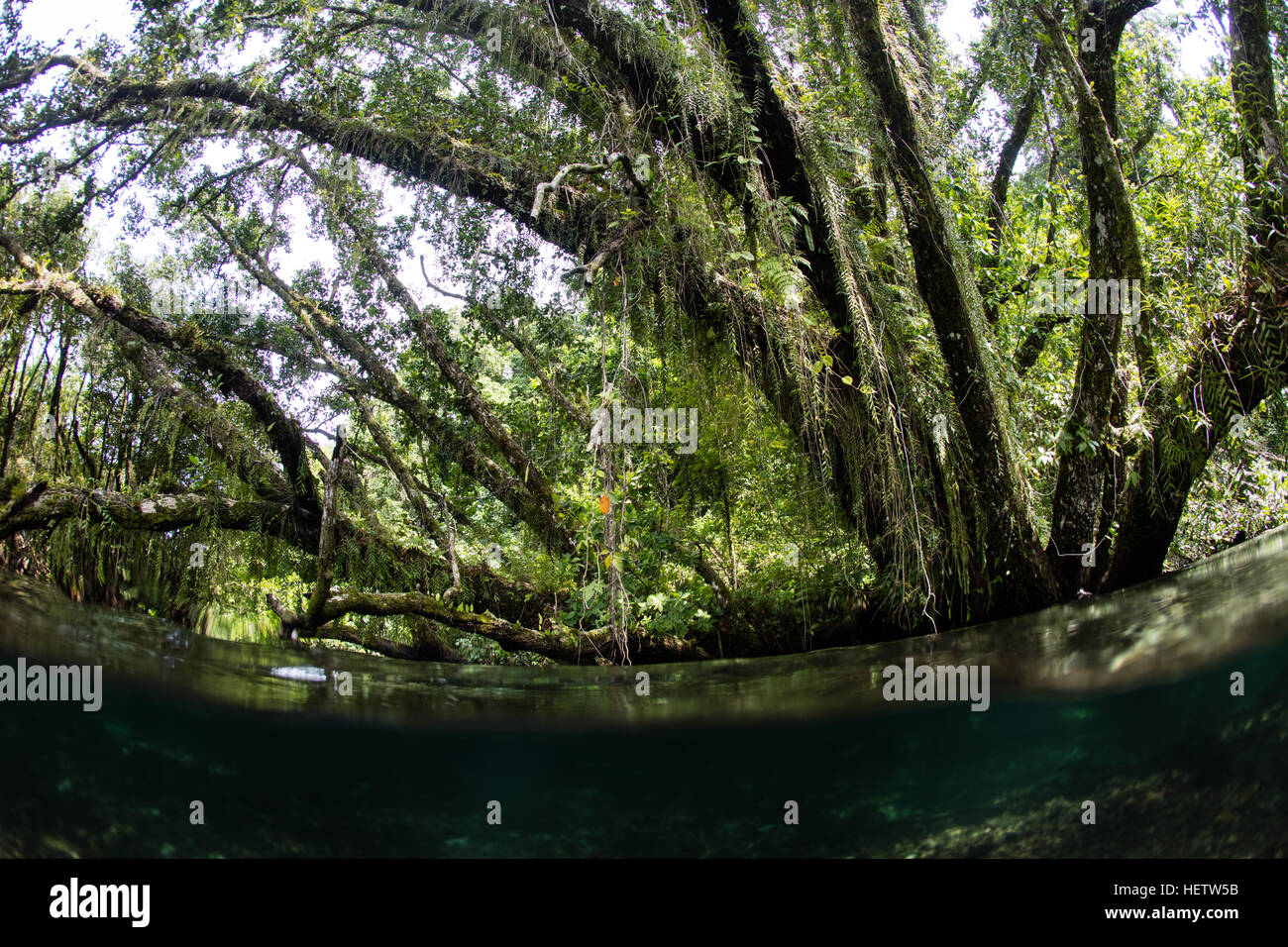 In the Solomon Islands a dense and beautiful jungle, growing on the ...