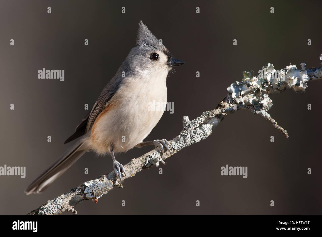 Titmouse hi-res stock photography and images - Alamy