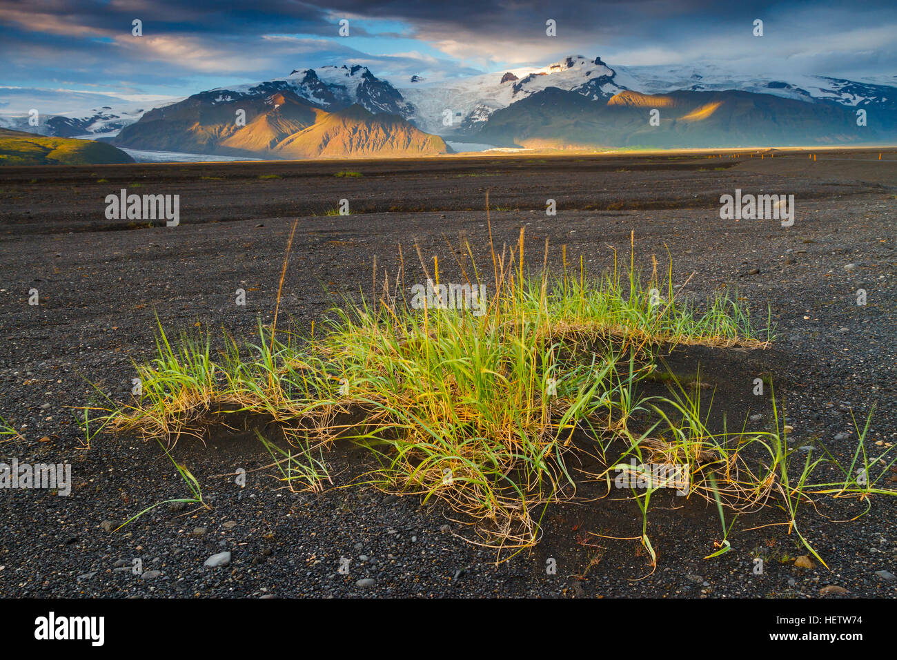Grass in a volcanic ground Stock Photo - Alamy