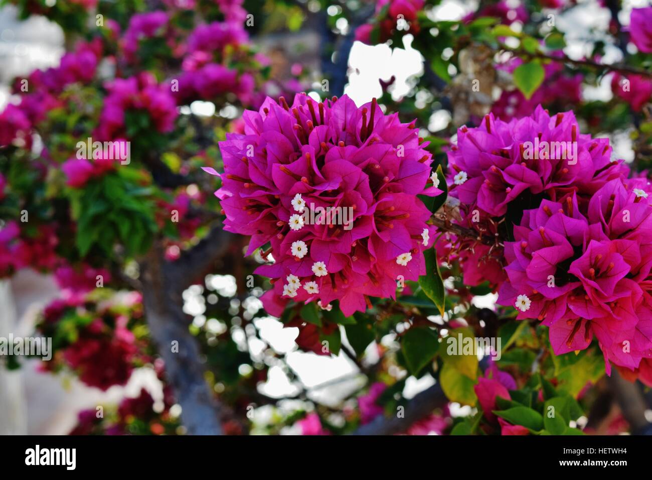 flowers of Gran Canaria islands Stock Photo - Alamy