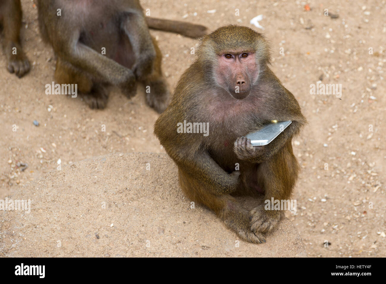 Yellow baboon playing with a smartphone in a zoo Stock Photo - Alamy