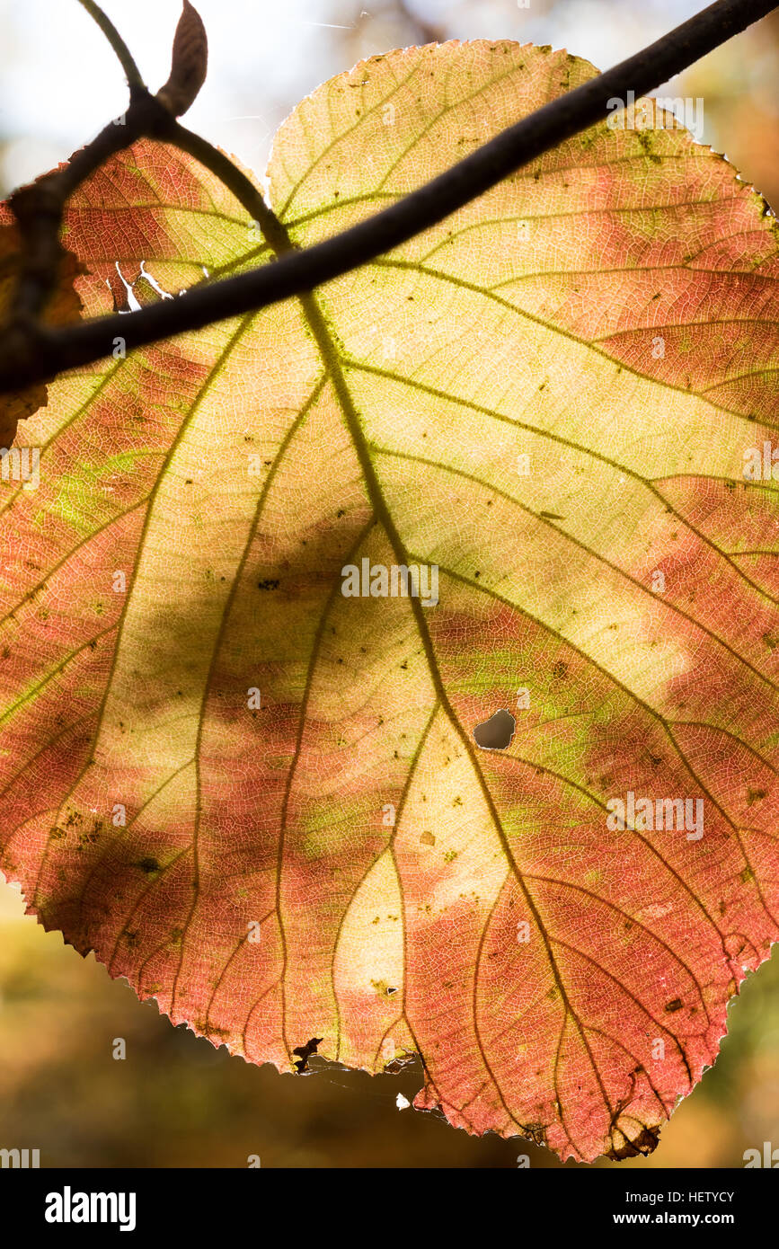Hobblebush leaf, Green Mountain National Forest, Vermont Stock Photo ...