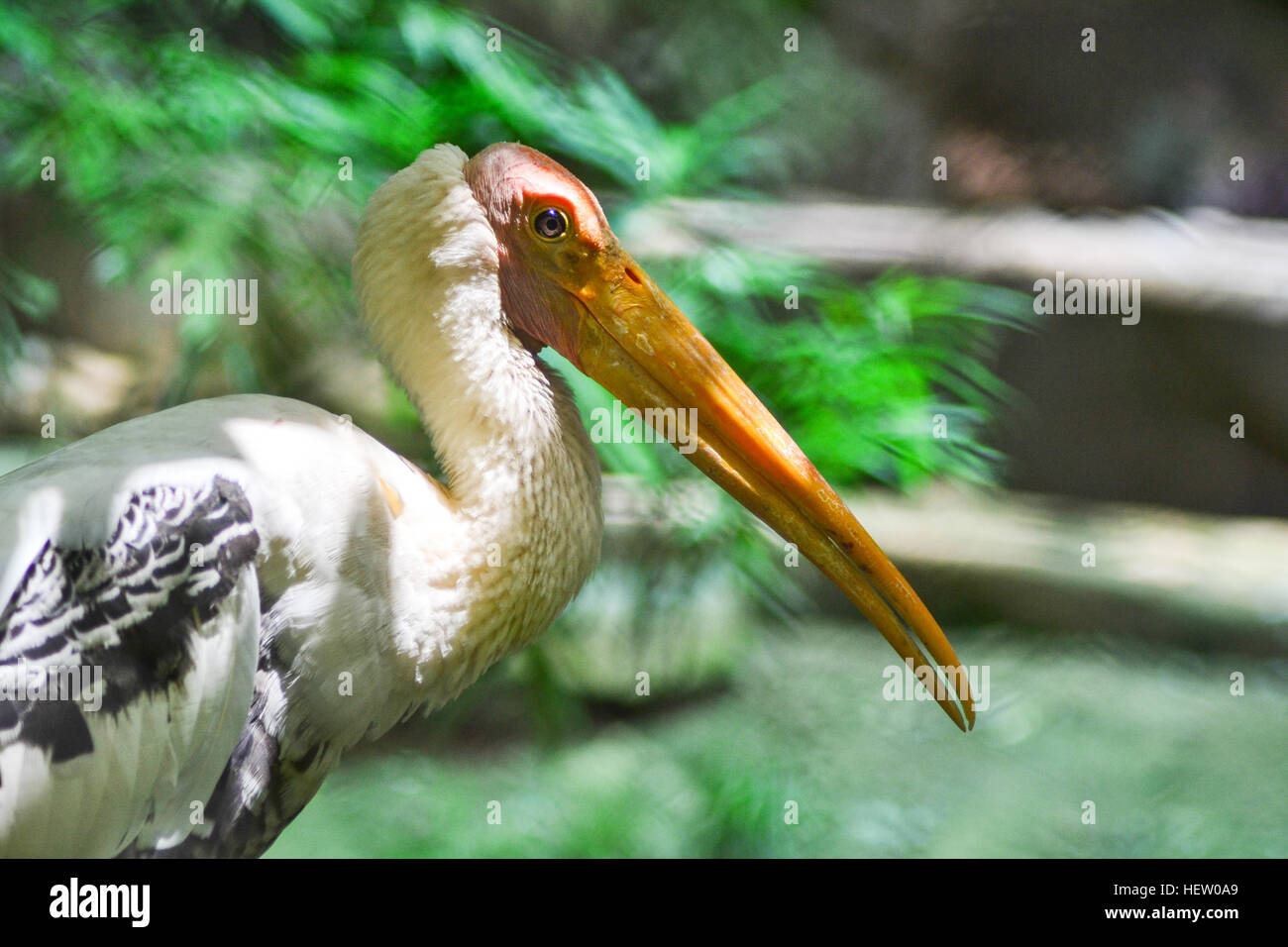 Indian white bird hd hi-res stock photography and images - Alamy