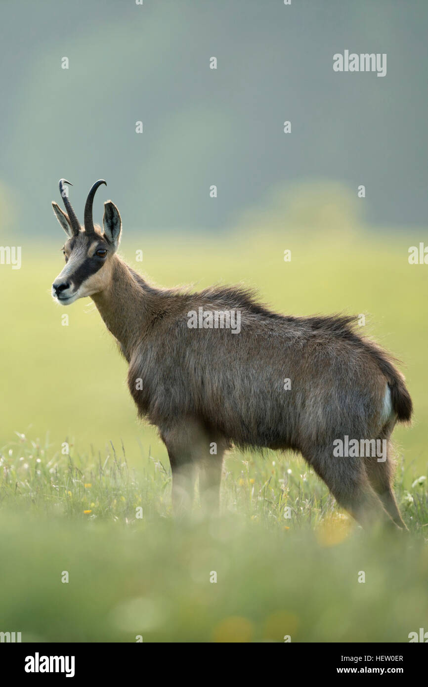 Attentive careful animals animal hi-res stock photography and images ...