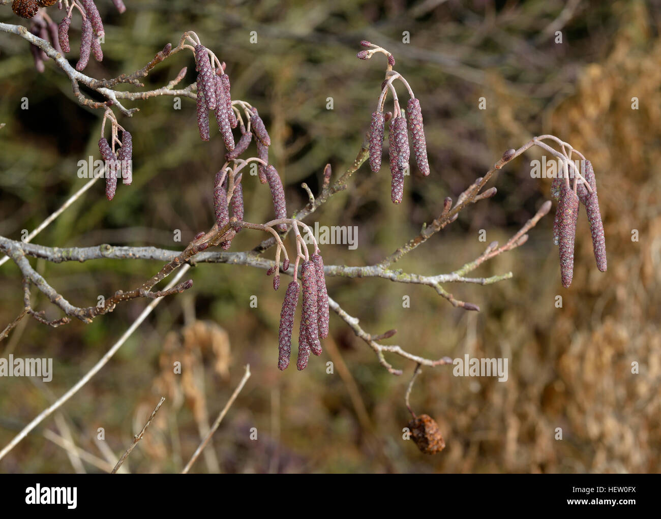 Common Alder - Alnus glutinosa Catkins in early Winter Stock Photo - Alamy