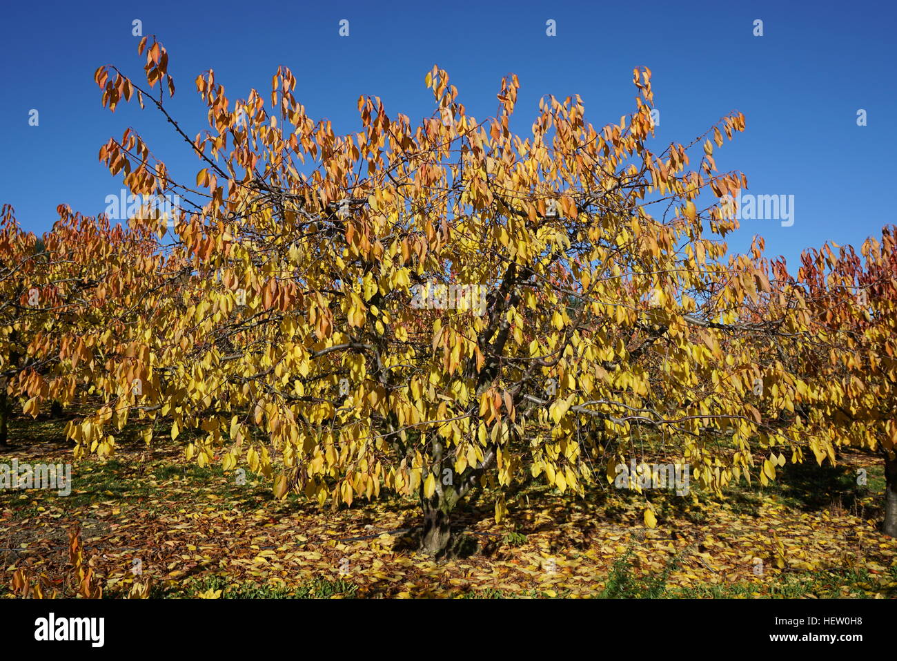 Cherry tree autumn hi-res stock photography and images - Alamy
