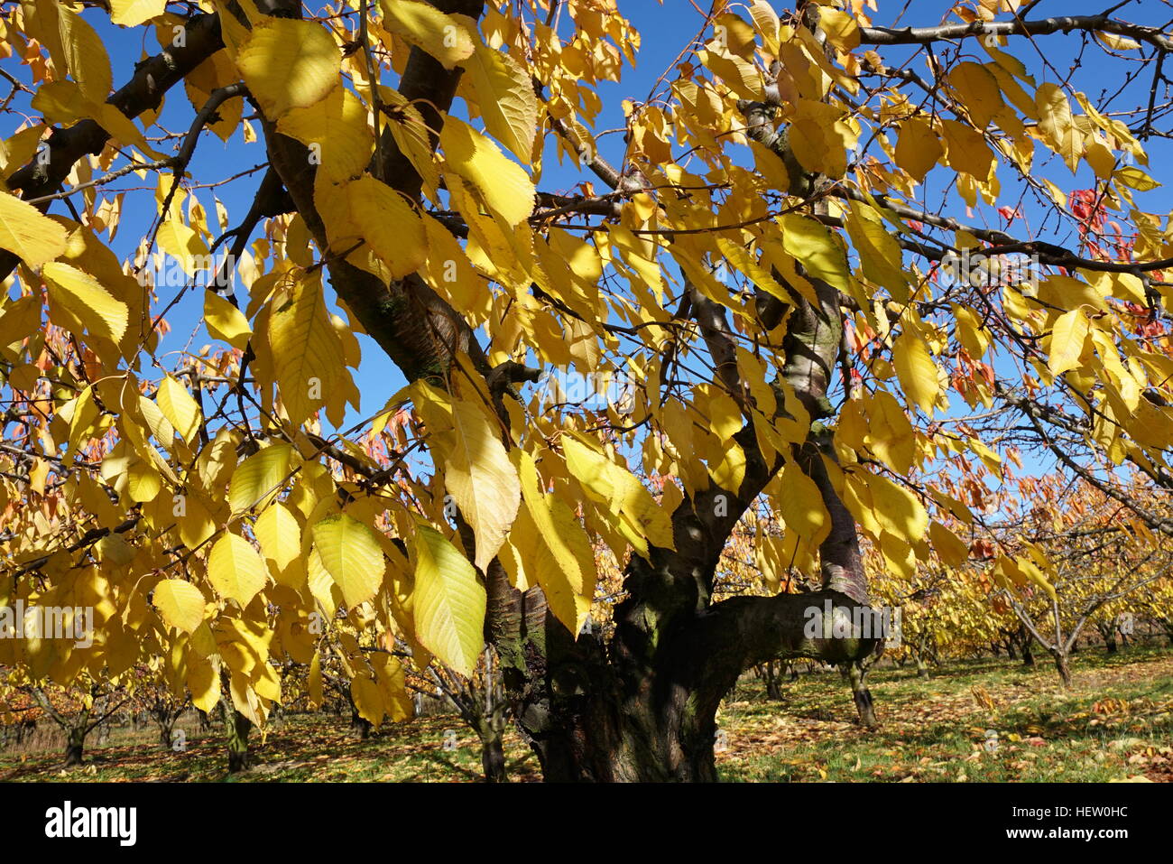 Cherry tree autumn hi-res stock photography and images - Alamy