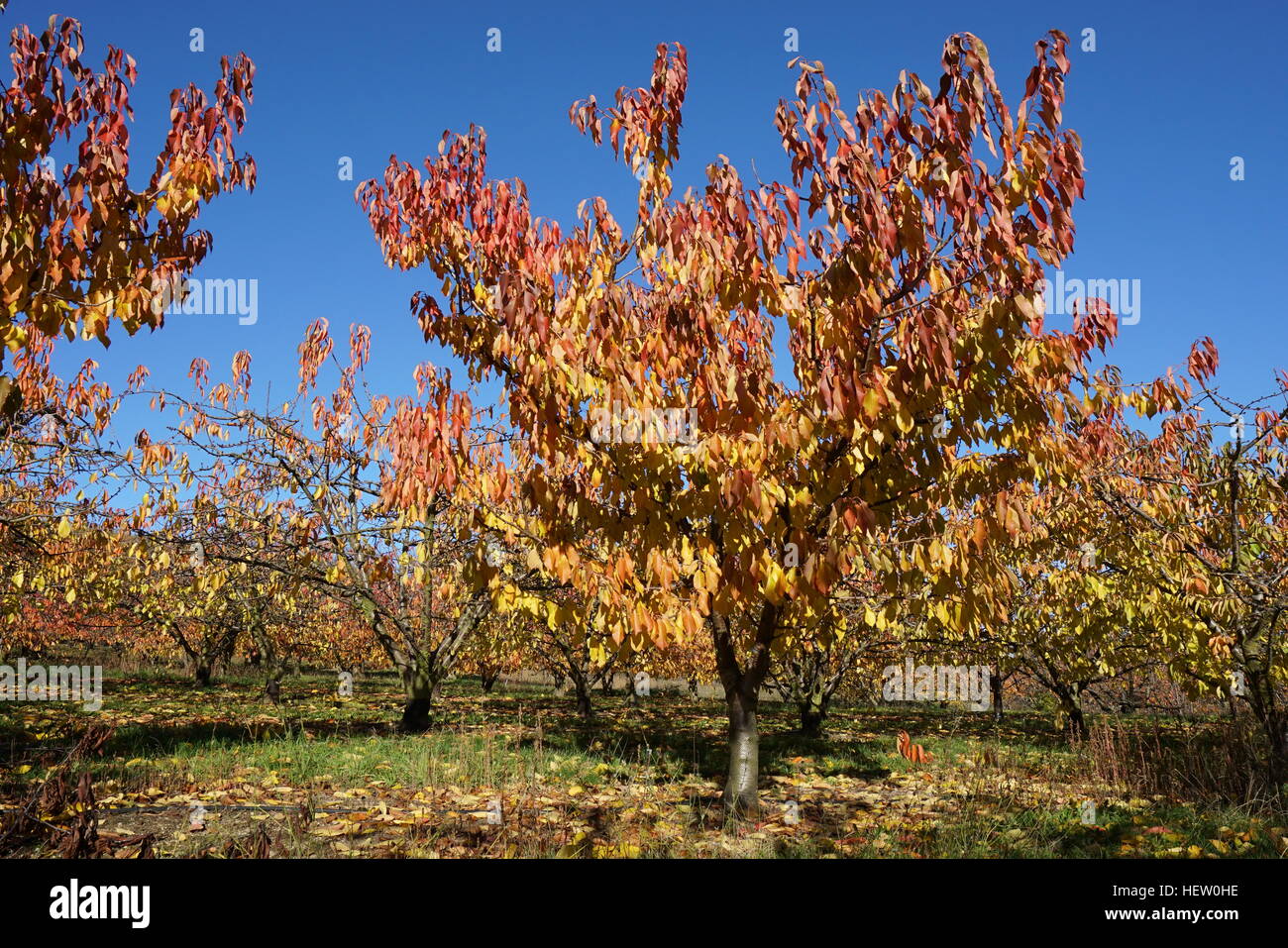 Cherry in autumn Stock Photo - Alamy