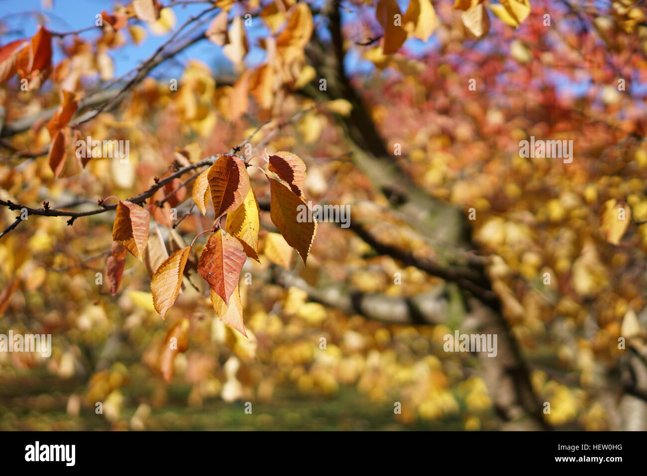 Cherry in autumn Stock Photo - Alamy