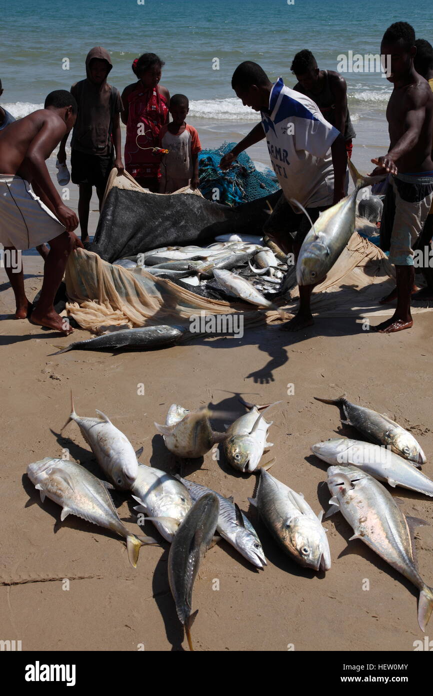 Karinga fish hi-res stock photography and images - Alamy