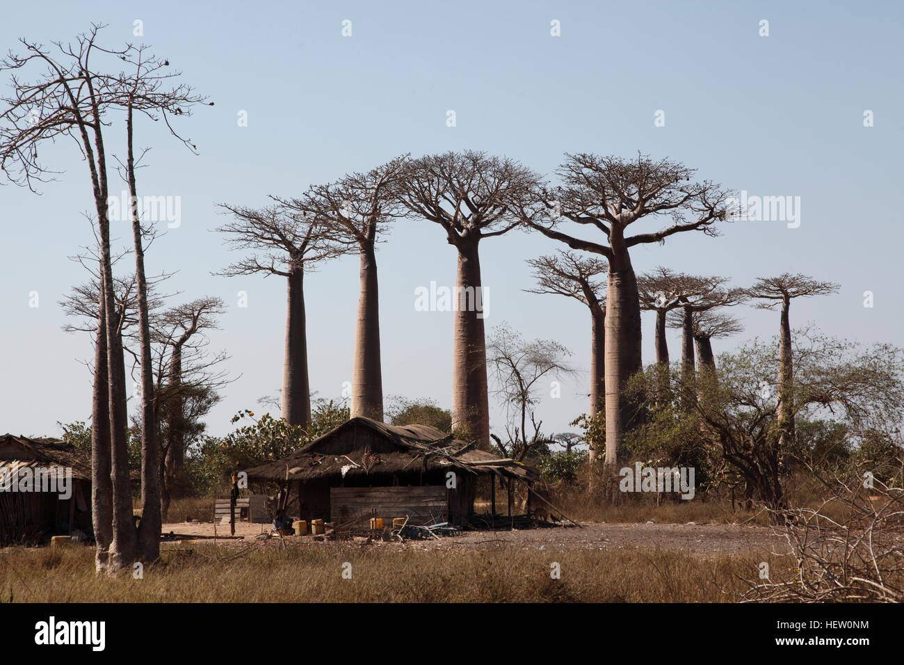 Trees and village hi-res stock photography and images - Alamy