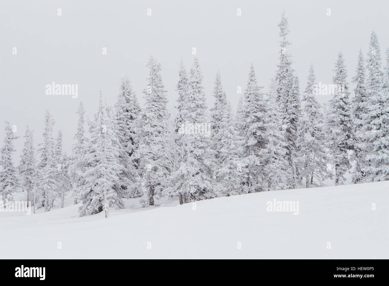 Cold and snowy winter forest in mountains Stock Photo - Alamy