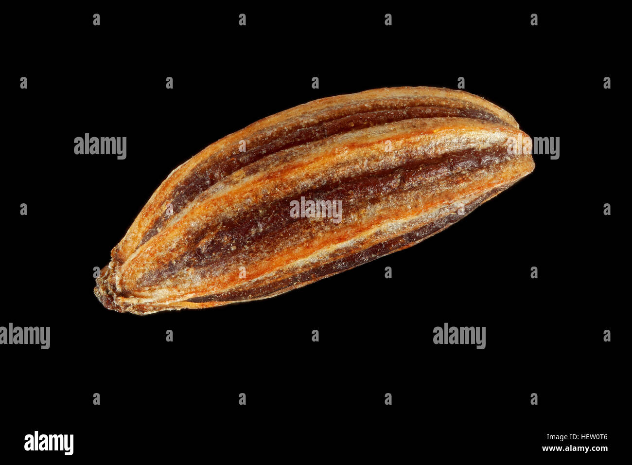 Carum carvi, Caraway, Kümmel, seed, close up, seed size 3-5 mm Stock ...