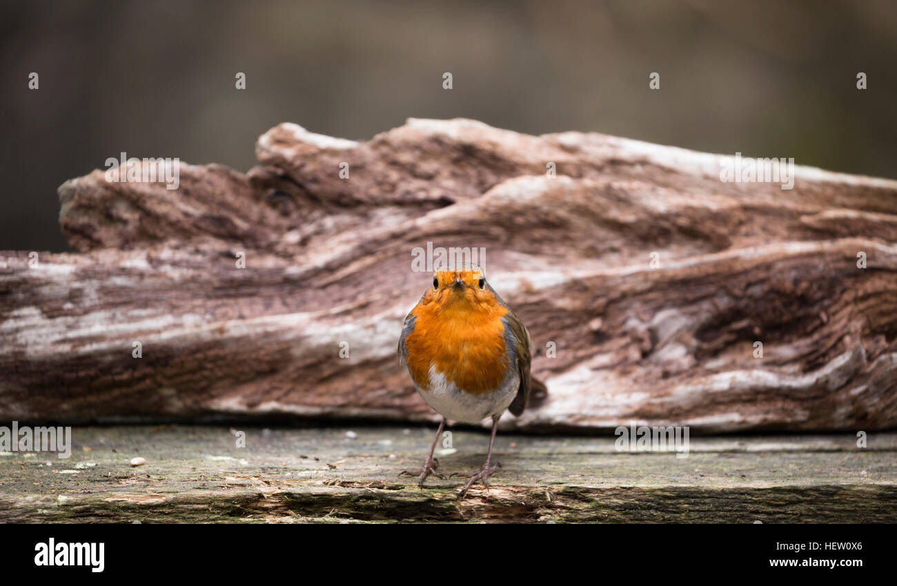 Robin front hi-res stock photography and images - Alamy