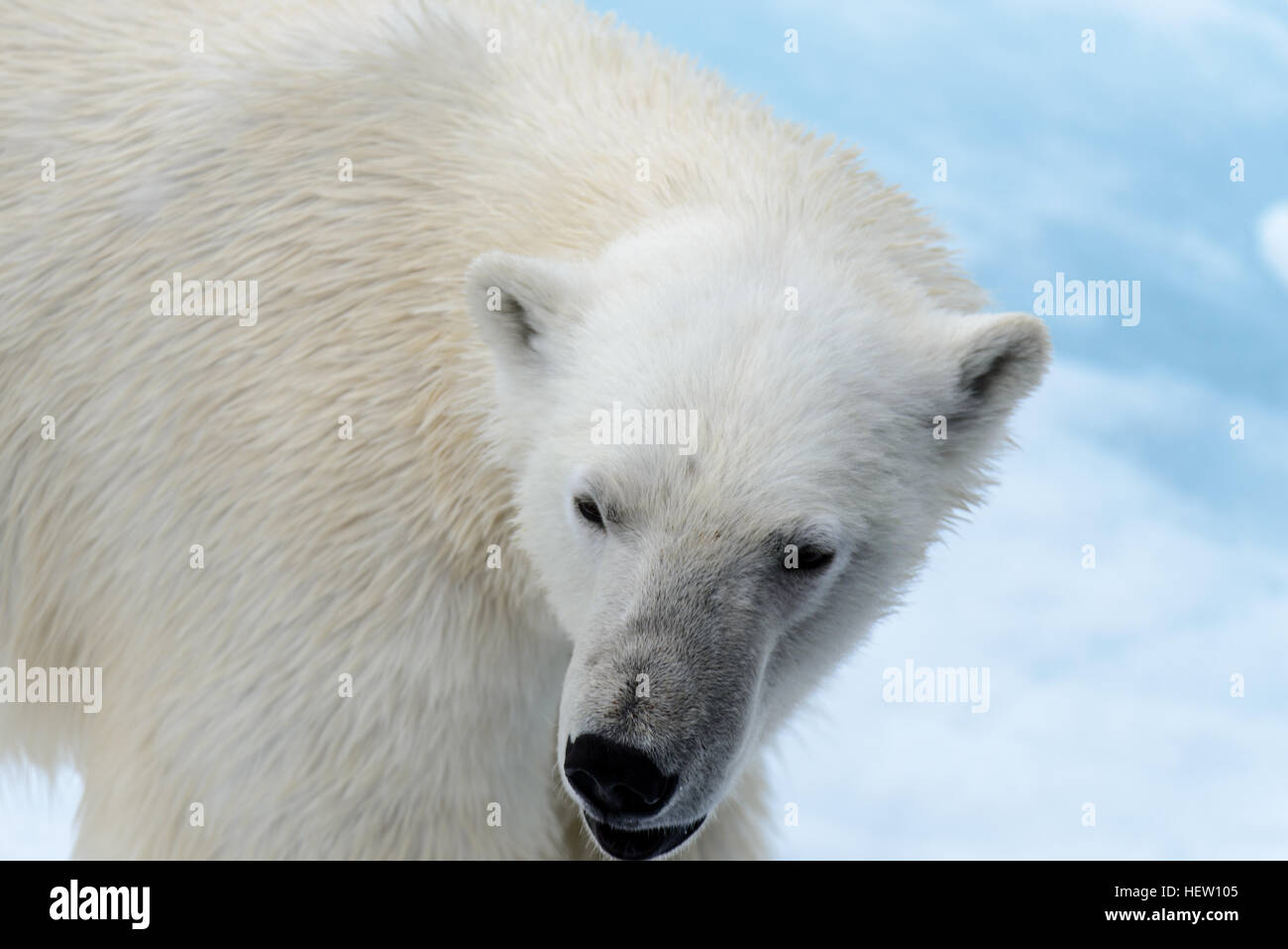 Polar bear's head Stock Photo - Alamy