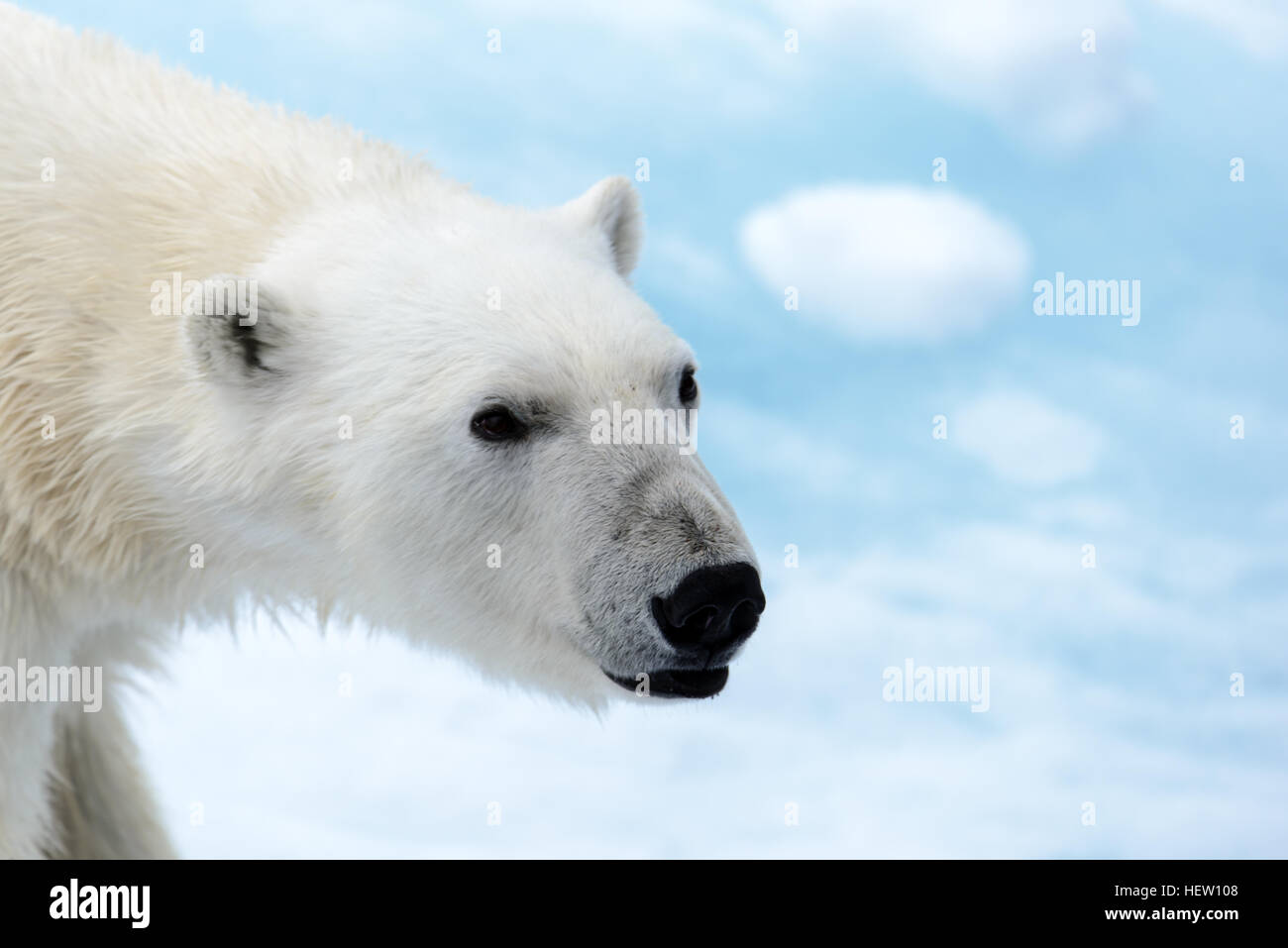 Polar bear's head Stock Photo - Alamy