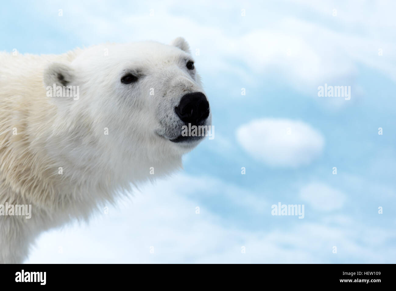 Polar bear's head Stock Photo - Alamy