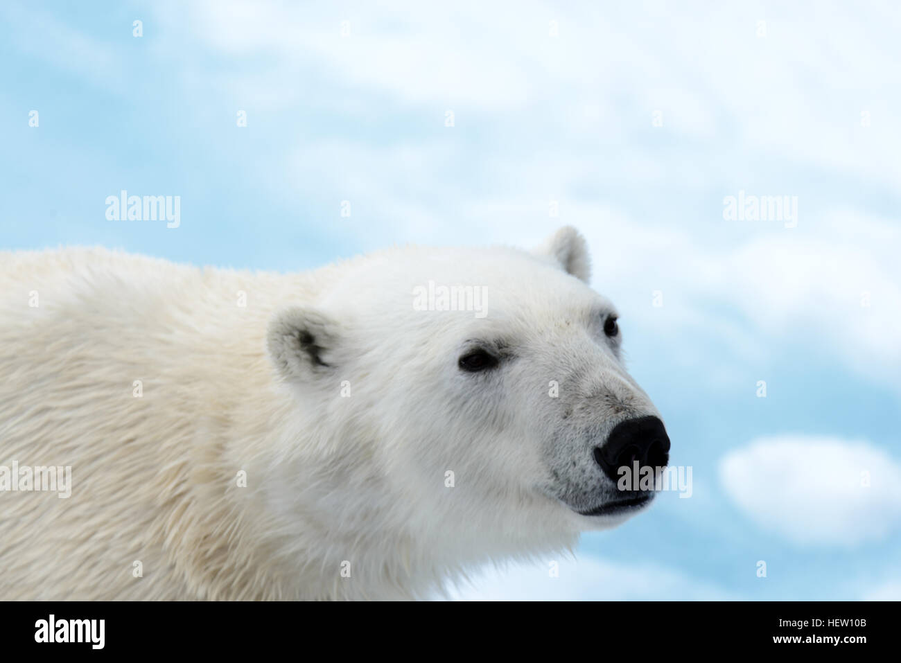 Polar bear's head Stock Photo - Alamy